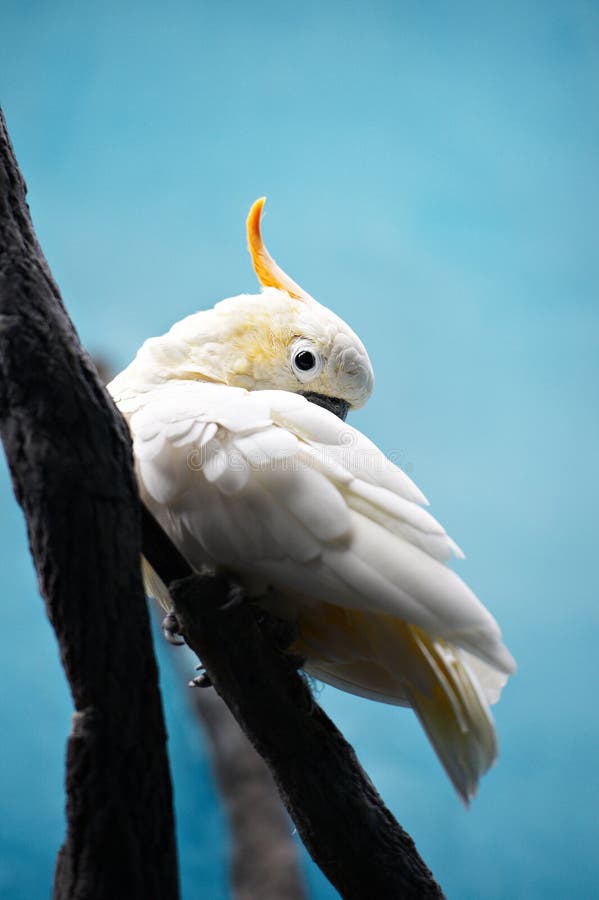 Geel-kuif witte Kaketoe stock afbeelding. Image of vleugels - 16169285