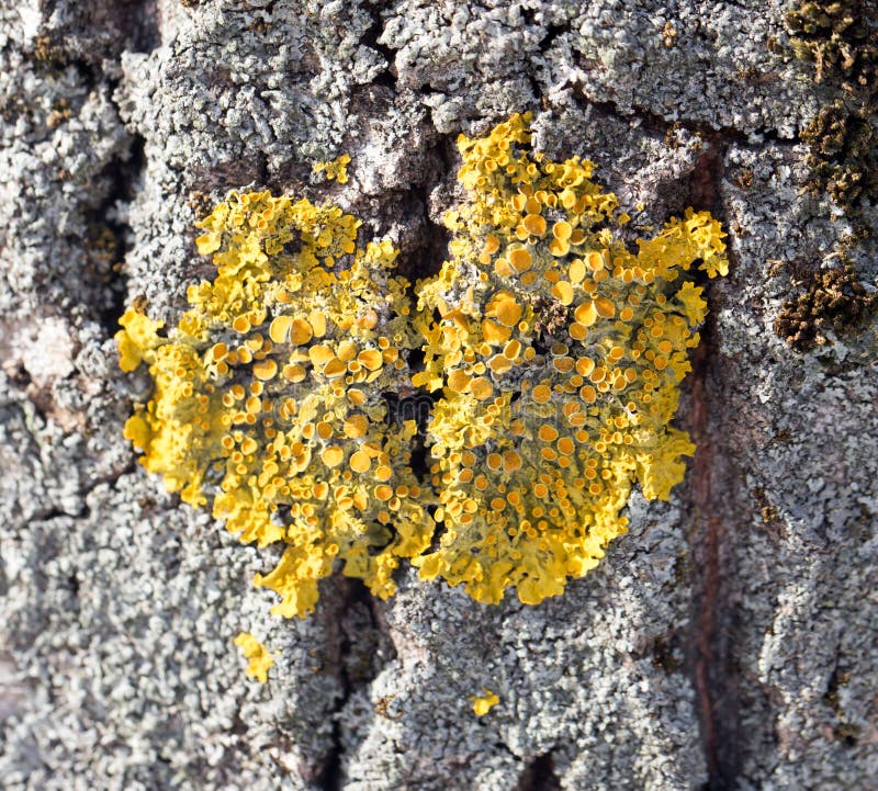 Geel mos op de boom stock afbeelding. Image of boomstam - 107381561