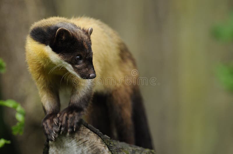 Marter stock foto. Image of steen, bruin, ongedierte - 22553390