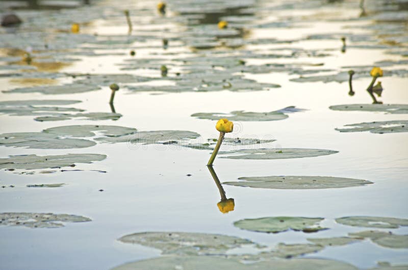 Geel water lilly stock afbeelding. Image of plantkunde - 119696725