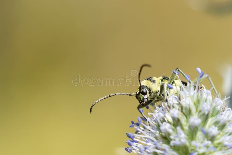 Geel Zwart Insectenclose-up Stock Foto - Image of bloem, insecten: 65562794