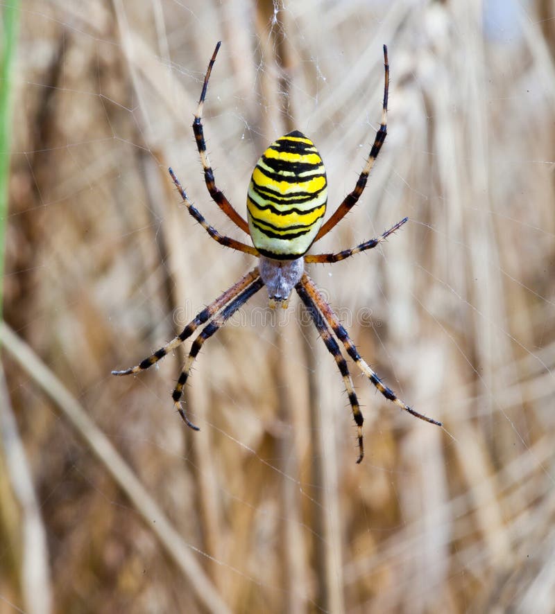 Geel-zwarte Spin in Haar Spiderweb Stock Foto - Image of harig, zwart ...