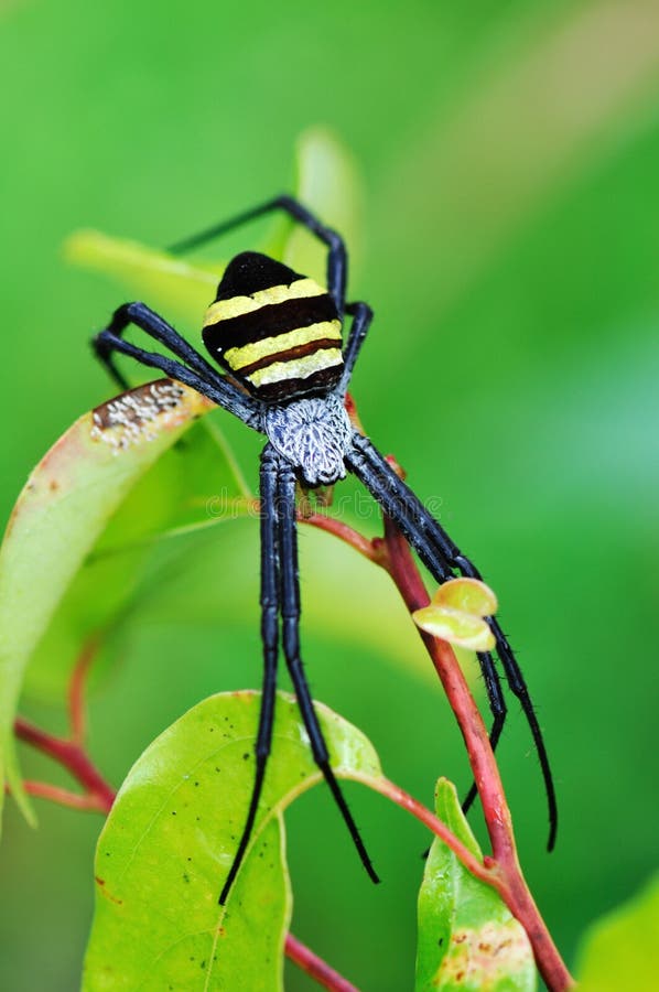 Geel-zwarte spin in haar stock afbeelding. Image of insect - 23688567