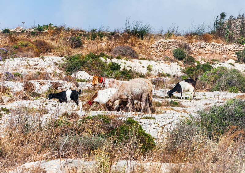 Geep and sheep stock image. Image of rock, nannygoat - 62513583