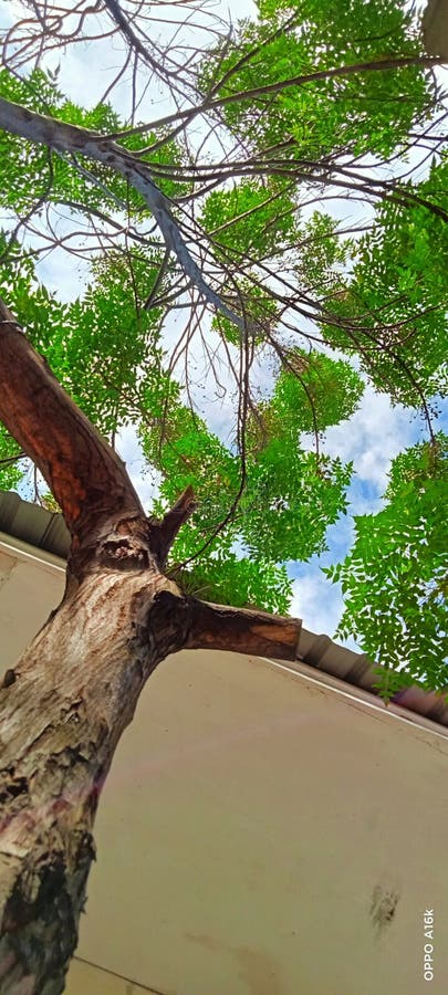 Geer and Fresh of Betel Leaves Hare Stock Image - Image of leaves, hare ...