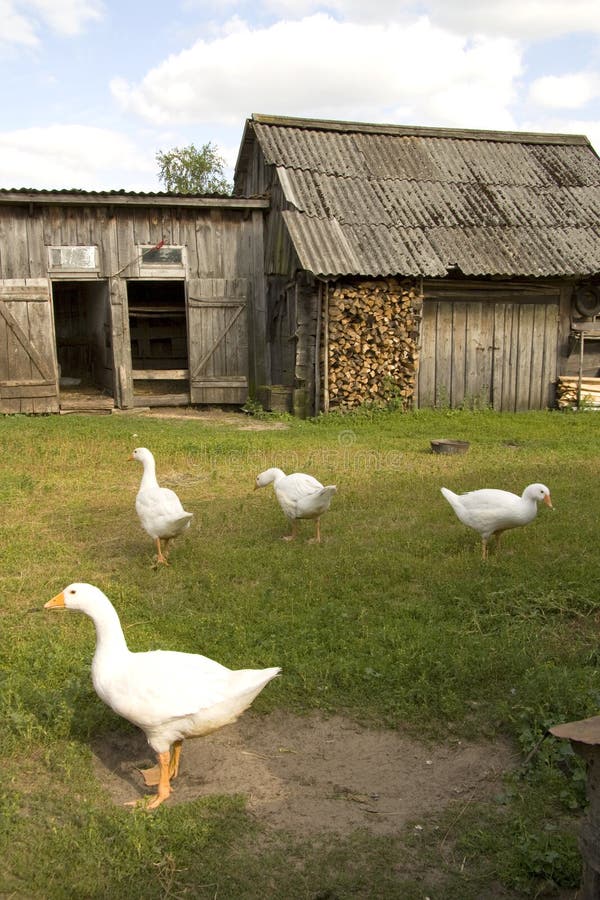 Geese stock photo. Image of industries, ecology, animal - 14864680