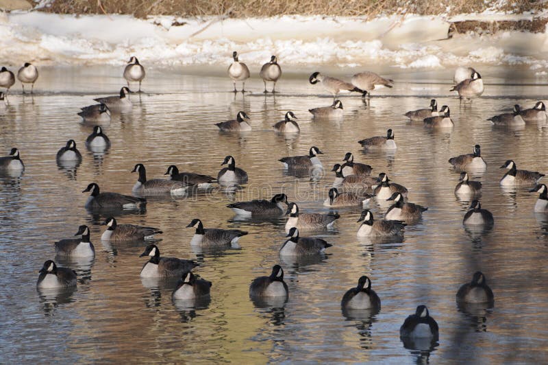 Geese stock image. Image of cold, bank, goose, beautiful - 15394633