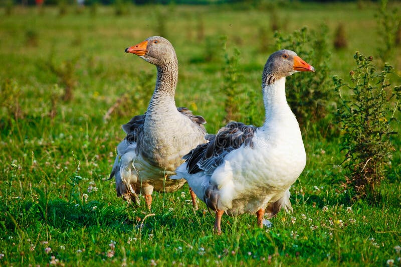 Goose stock image. Image of barnyard, feather, hunt, closeup - 15443983