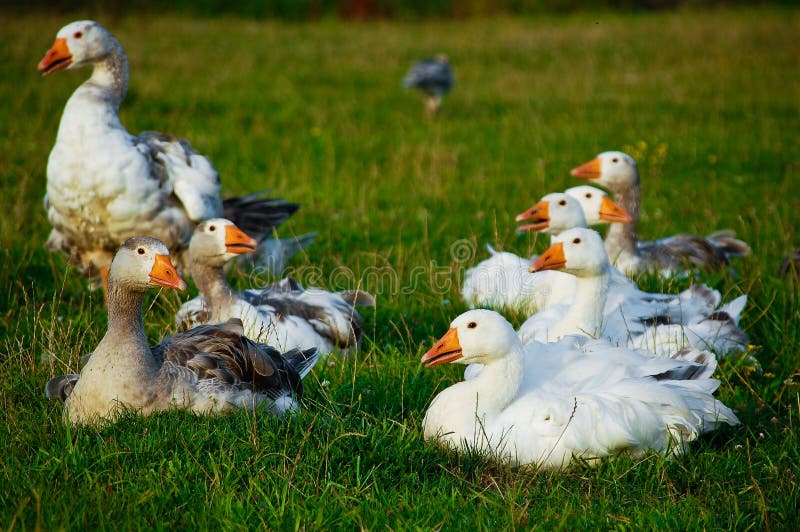 Goose stock image. Image of barnyard, feather, hunt, closeup - 15443983