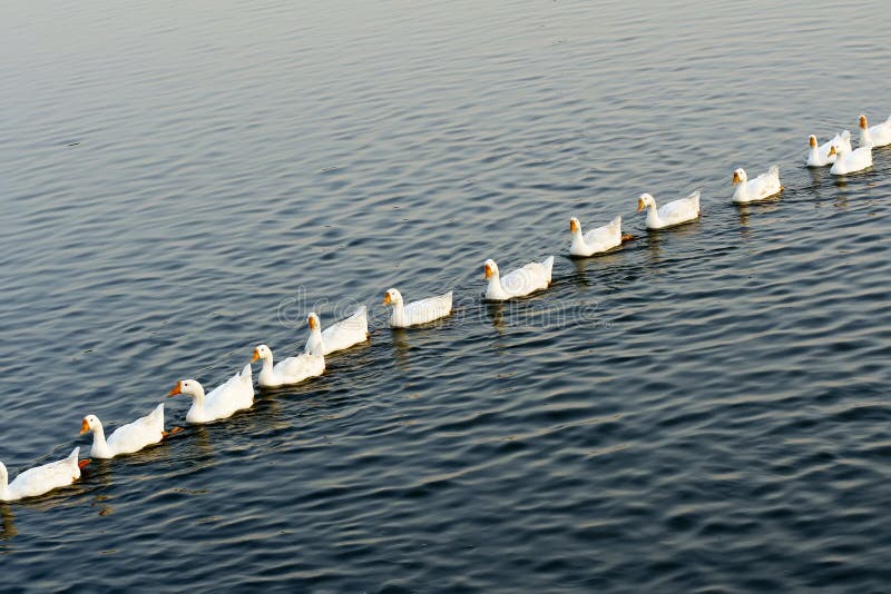 Geese stock photo. Image of queue, marching, floating - 16199796