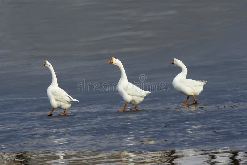 Geese stock photo. Image of wintertide, single, goosey - 18811736