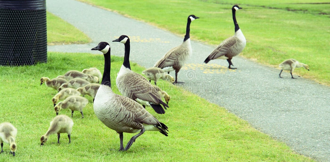 13,626 Geese Young Deviantart Stock Photos - Free & Royalty-Free Stock ...