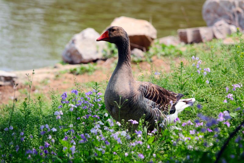 Geese stock image. Image of cute, beaks, beautiful, nature - 27498417