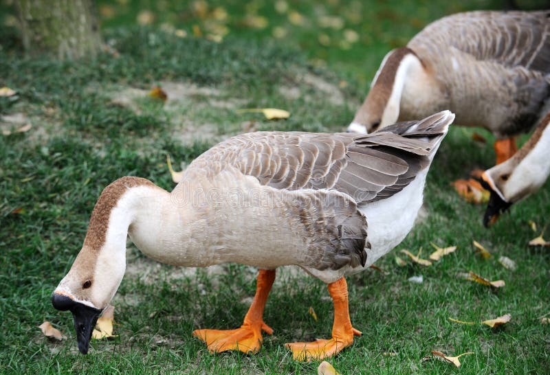 Geese stock image. Image of farm, animals, friendly, beautiful - 27976125
