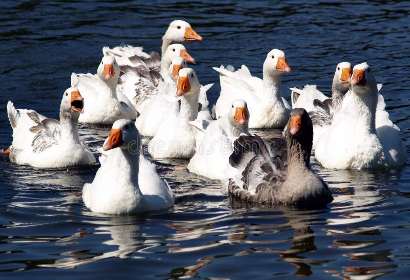 Geese stock image. Image of outside, animals, white, outdoors - 2934907