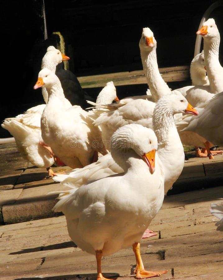 Geese stock photo. Image of farm, fowl, eggs, animal, goose - 11138