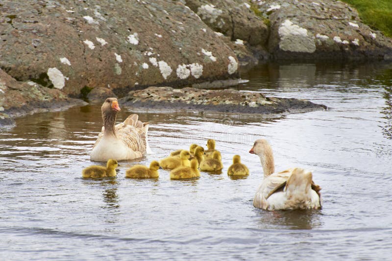 Geese and 4 Day Old Gooslings Swimming in Pond Stock Image - Image of ...