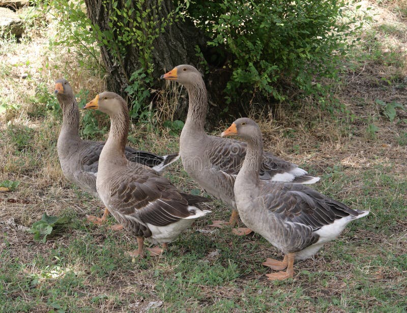 Geese stock photo. Image of domestic, feather, birds, bird - 7363838