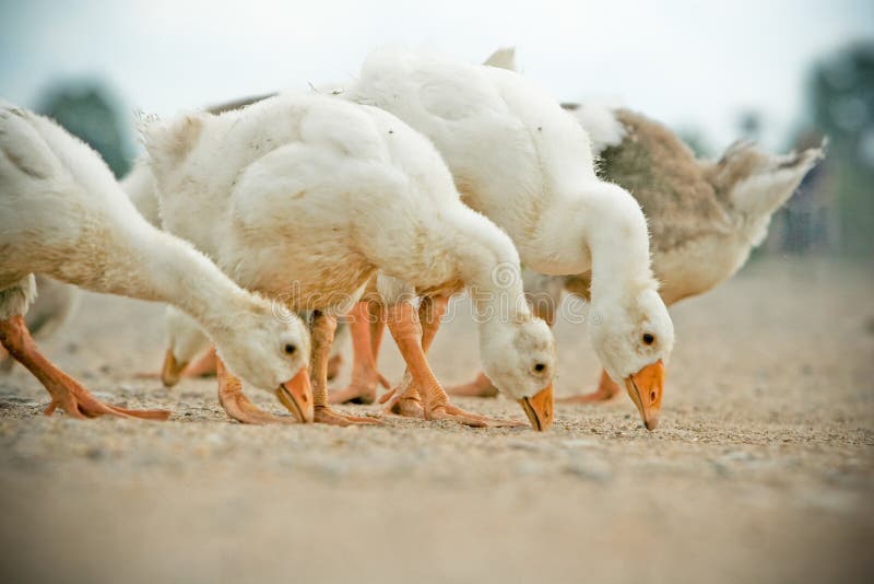 Geese stock photo. Image of white, livestock, bird, agriculture - 7487738