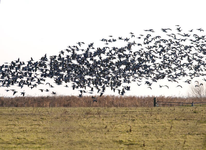 Geese above a green meadow stock image. Image of gulp - 28163669