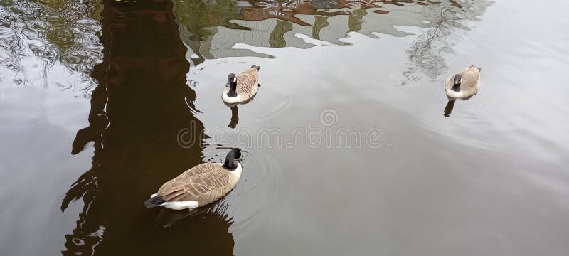 Geese Activity on the Canal Under the Bridge Stock Image - Image of ...