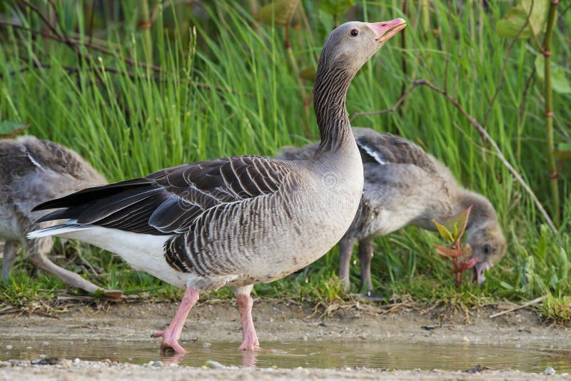Geese (Anser anser) stock image. Image of feather, meadow - 53926353