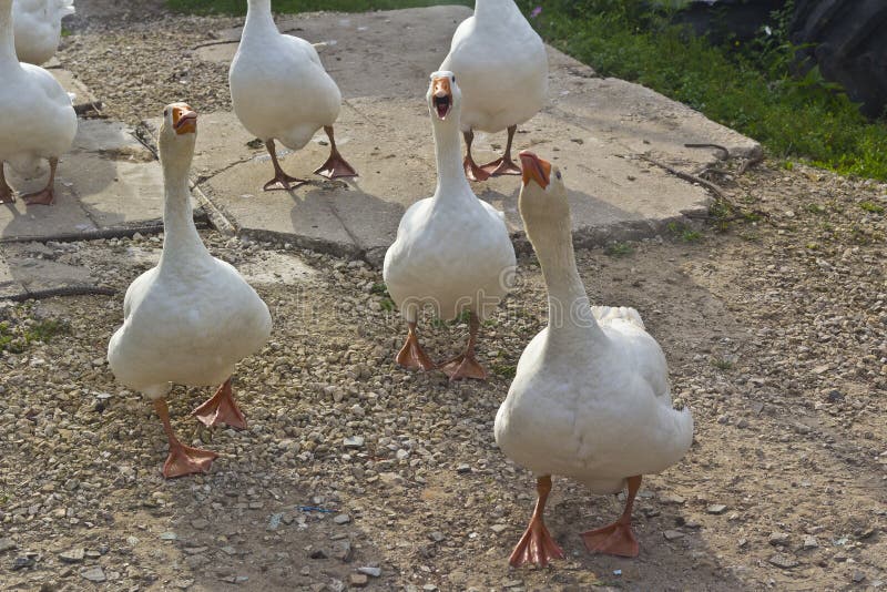 The goose attacks stock image. Image of duck, breeding - 92264815