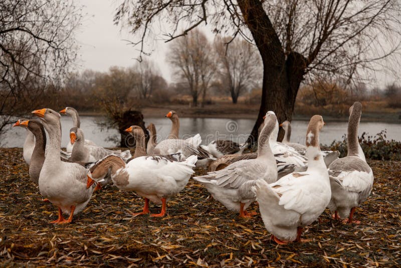 Geese by the autumn river stock image. Image of flock - 179565285