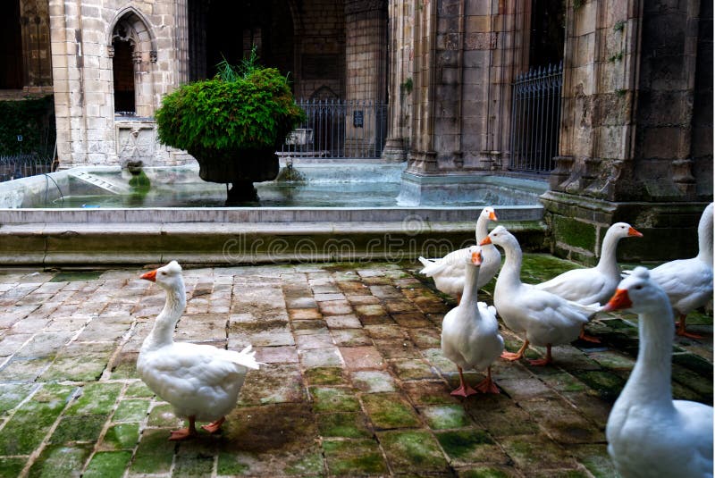 Geese in the Backyard in Old Gothic Barcelona Cathedral Stock Image ...
