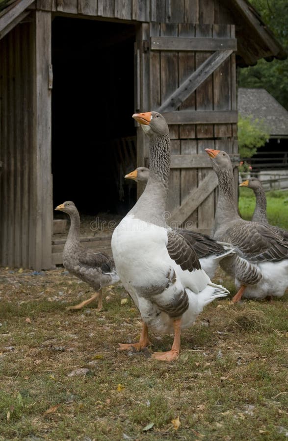 Barn Geese stock image. Image of water, white, nature - 92835821