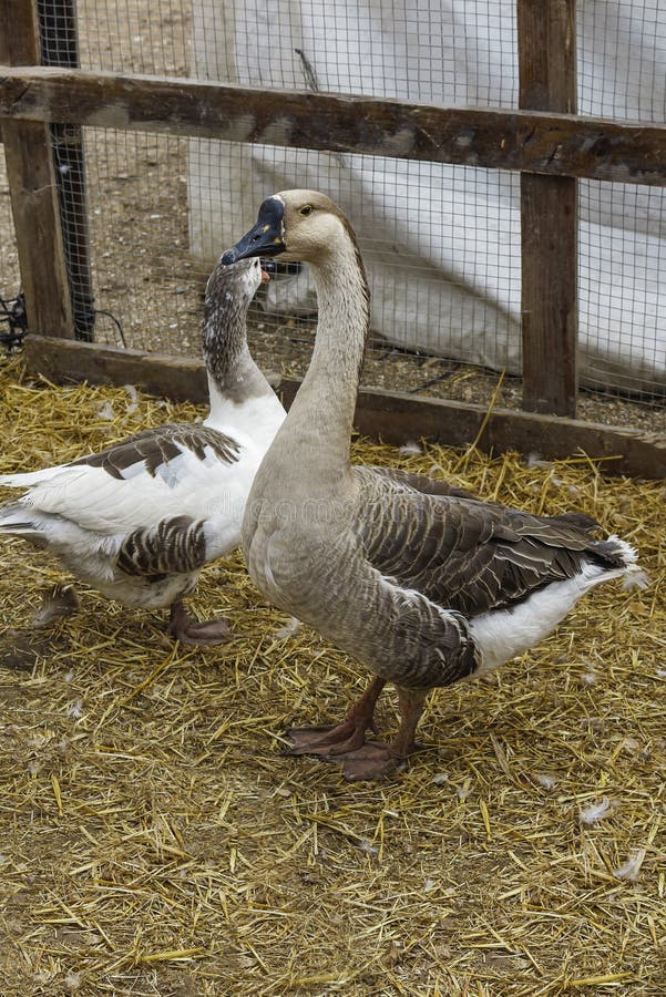 Geese in the barnyard stock photo. Image of beautiful - 152976506
