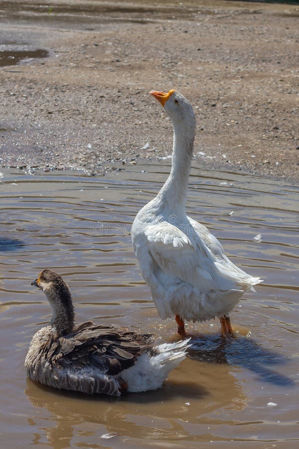 Geese Bathe in a Puddle on the Road in Summer after a Rain on a Hot ...