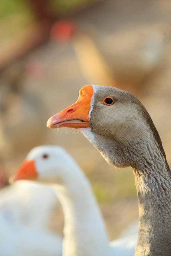 Geese bird stock photo. Image of water, breed, bird, struppgan - 20800552