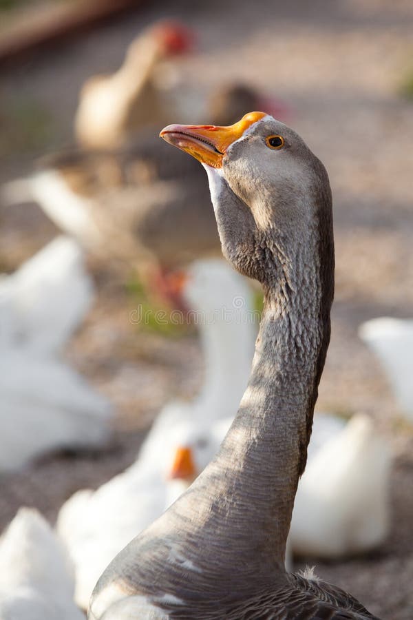 Geese bird stock image. Image of brown, feathers, goose - 29293991