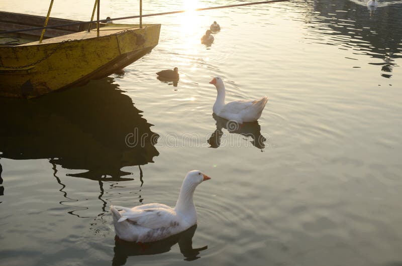 Geese and Boat stock photo. Image of wild, shore, boat - 85794308