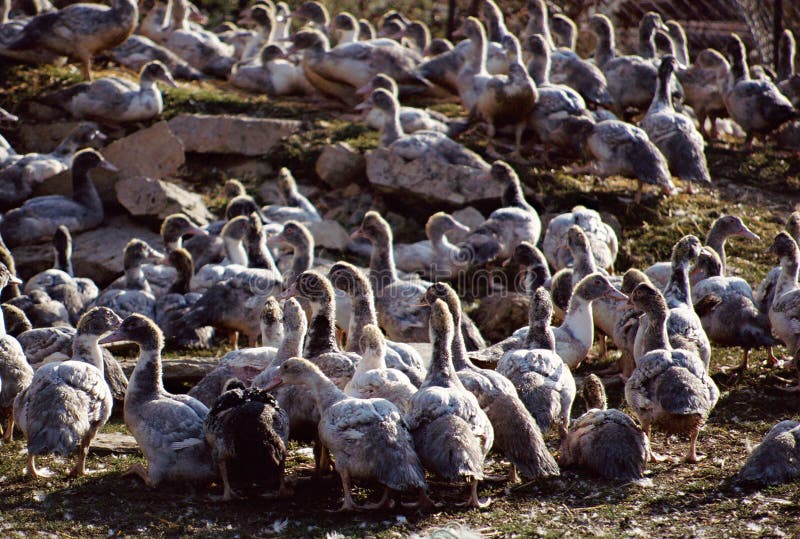 Paris France editorial stock photo. Image of outside, daylight - 1883968