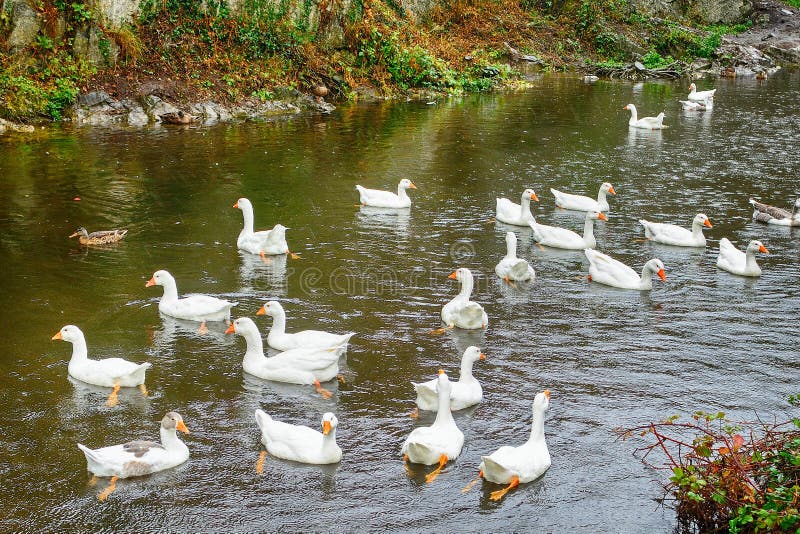 Geese, Cahir, Ireland stock image. Image of green, eire - 76726751