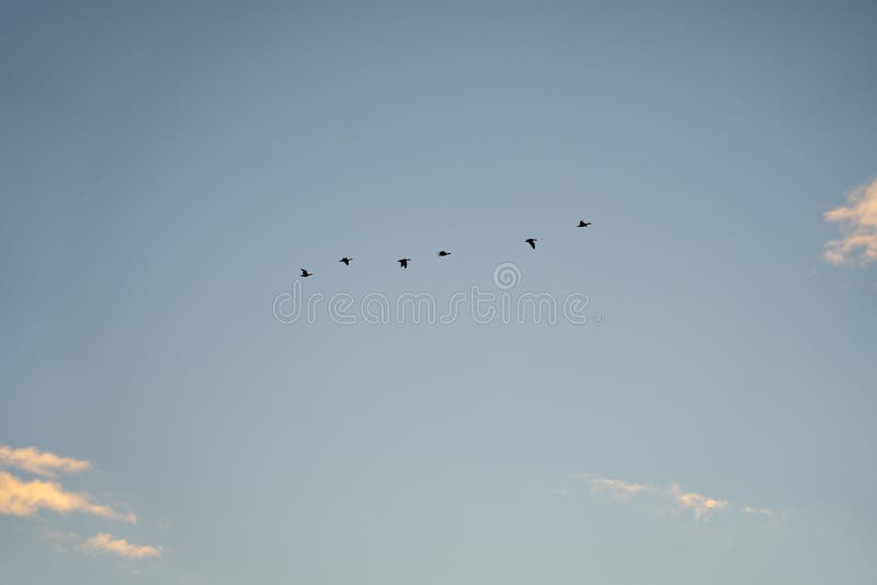 Geese in a Chain Fly Across the Sky To the South. Stock Image - Image ...