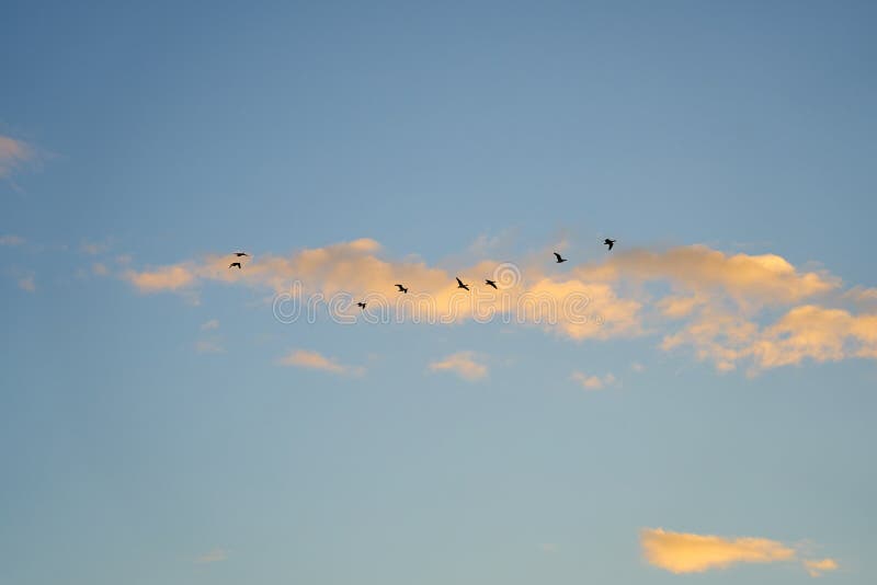 Geese in a Chain Fly Across the Sky To the South. Stock Photo - Image ...