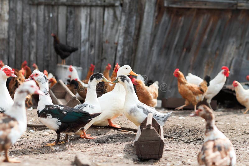 Geese and Chicken on the Farm, Eggs in a Bowl. Selective Focus Stock ...