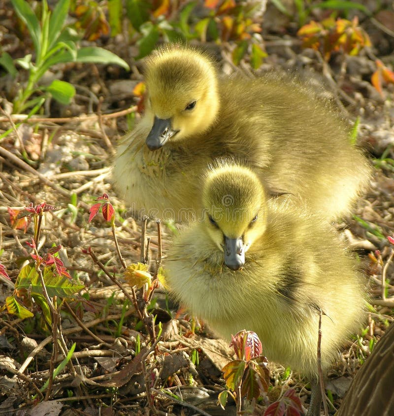 Geese Chicks stock photo. Image of loveable, geese, chicks - 122692