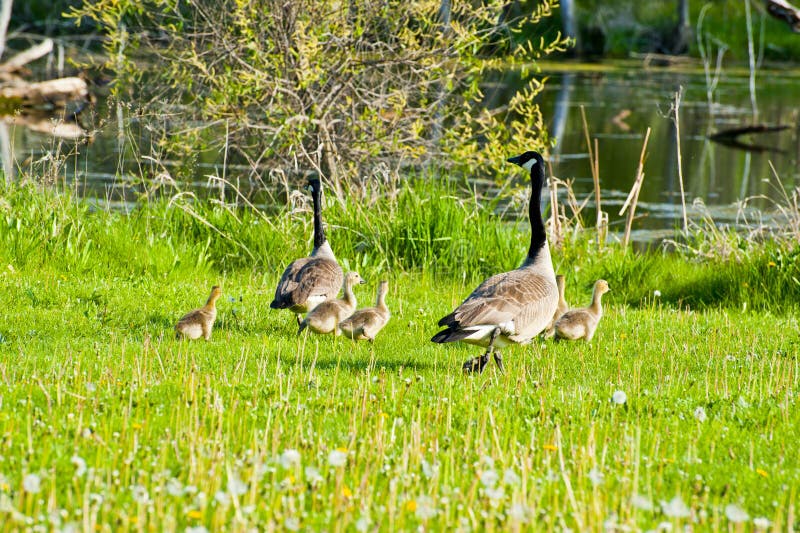 Geese and chicks running stock image. Image of lawn, evening - 19487207