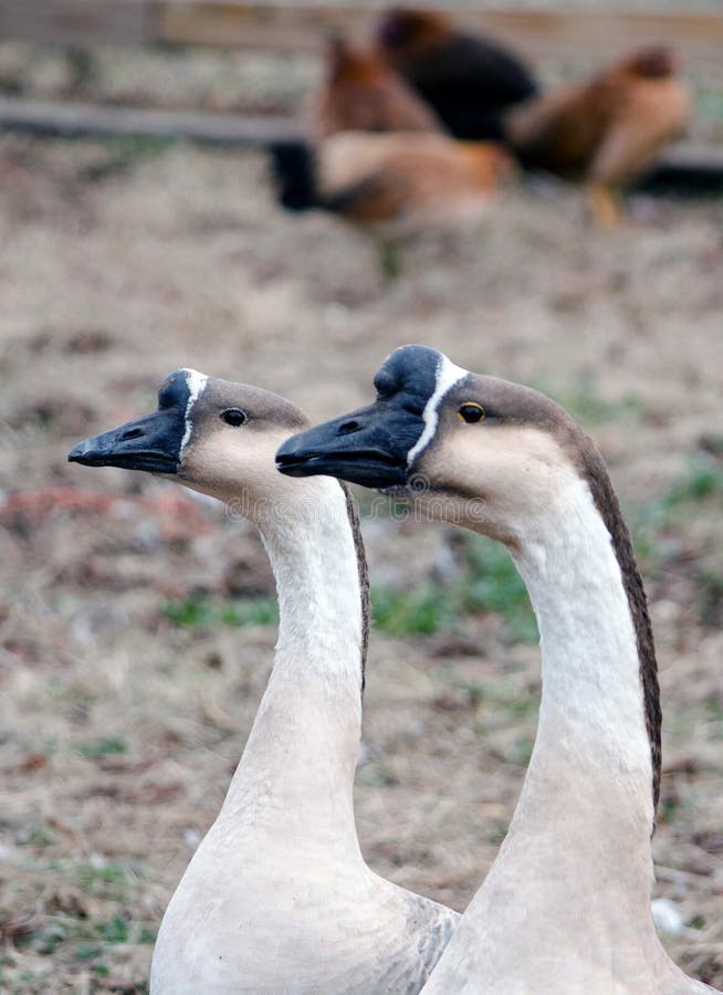 Geese close up stock image. Image of pets, birds, barnyard - 63857515