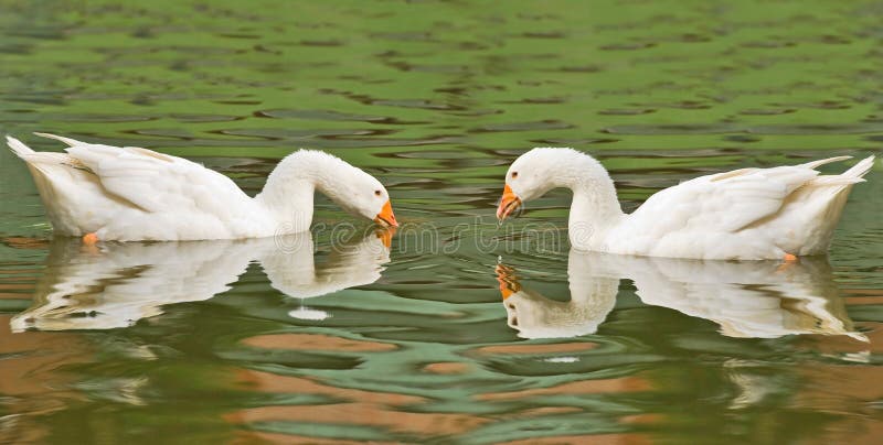 A geese couple stock photo. Image of wild, together, pair - 1208518