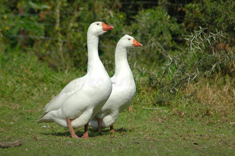 A geese couple stock photo. Image of wild, together, pair - 1208518