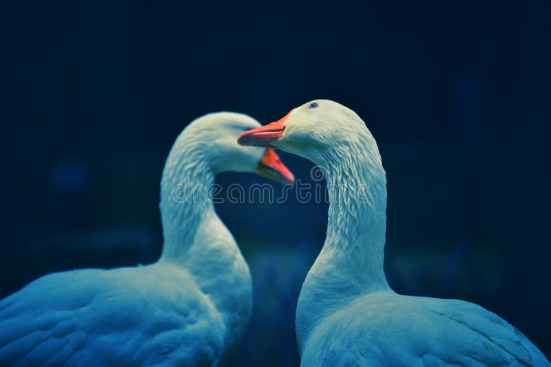 Geese stock image. Image of couple, geese, blue, eyes - 127456405