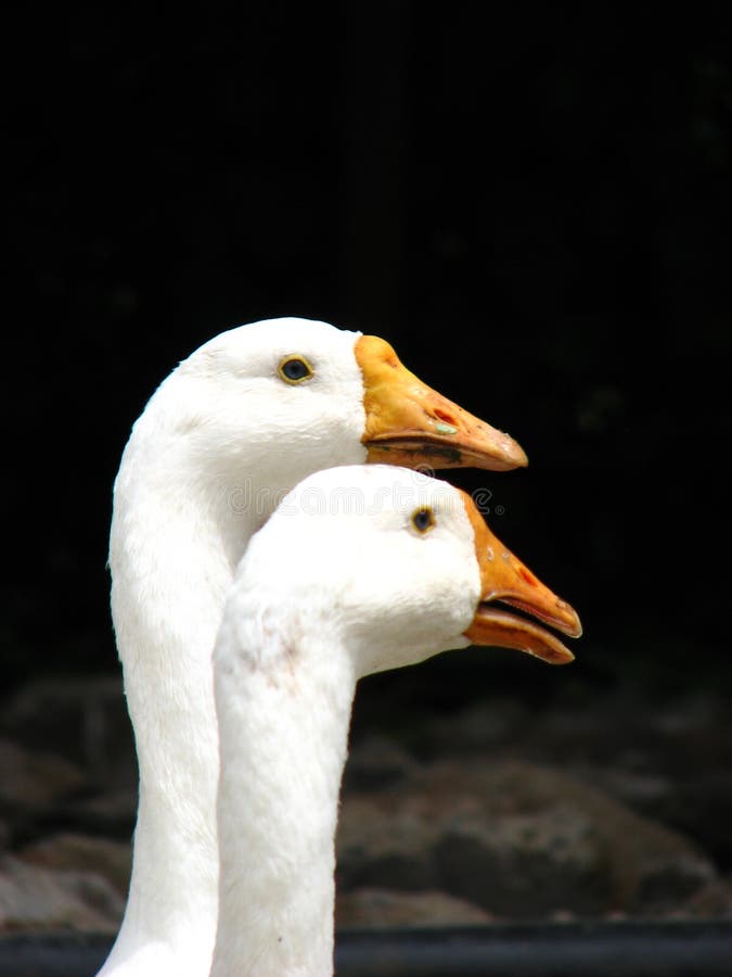 Geese Couple stock image. Image of birds, species, soft - 3289347