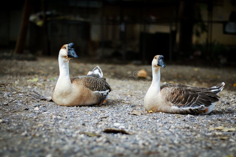 Geese couple stock photo. Image of pair, waterfowl, beautiful - 88200736