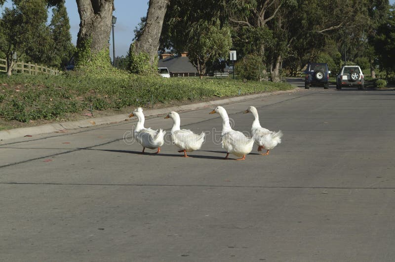 Geese crossing a street stock photo. Image of farm, farmland - 1557976