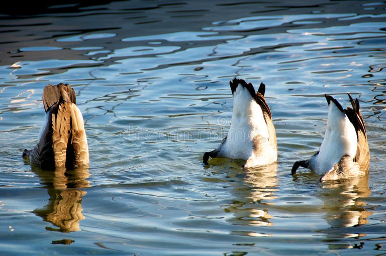 Geese Diving Under stock image. Image of water, marine - 16626499